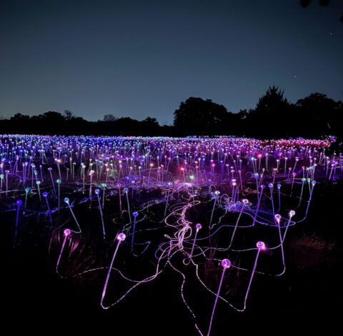 Offering - Jennifer Bloom