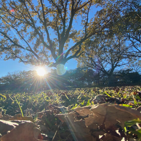 The Field - Jennifer Bloom