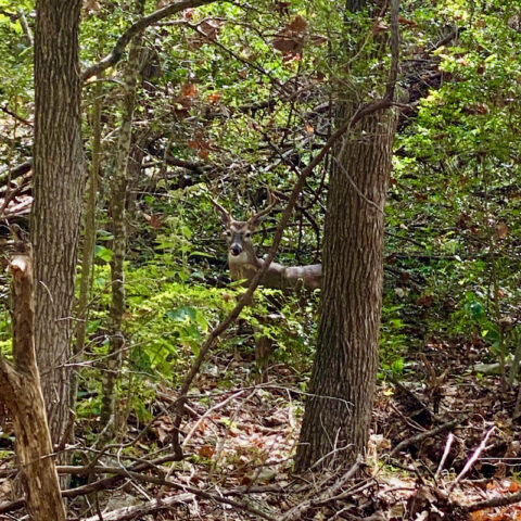 The Stag - Jennifer Bloom